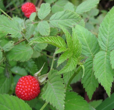Bibit Arbei/arben/raspberry Sukabumi | sukabumi nursery