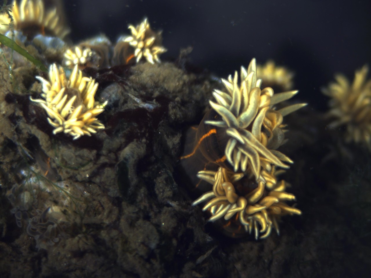 Harbor Watch: Striped Anemone at Wellfleet Marina