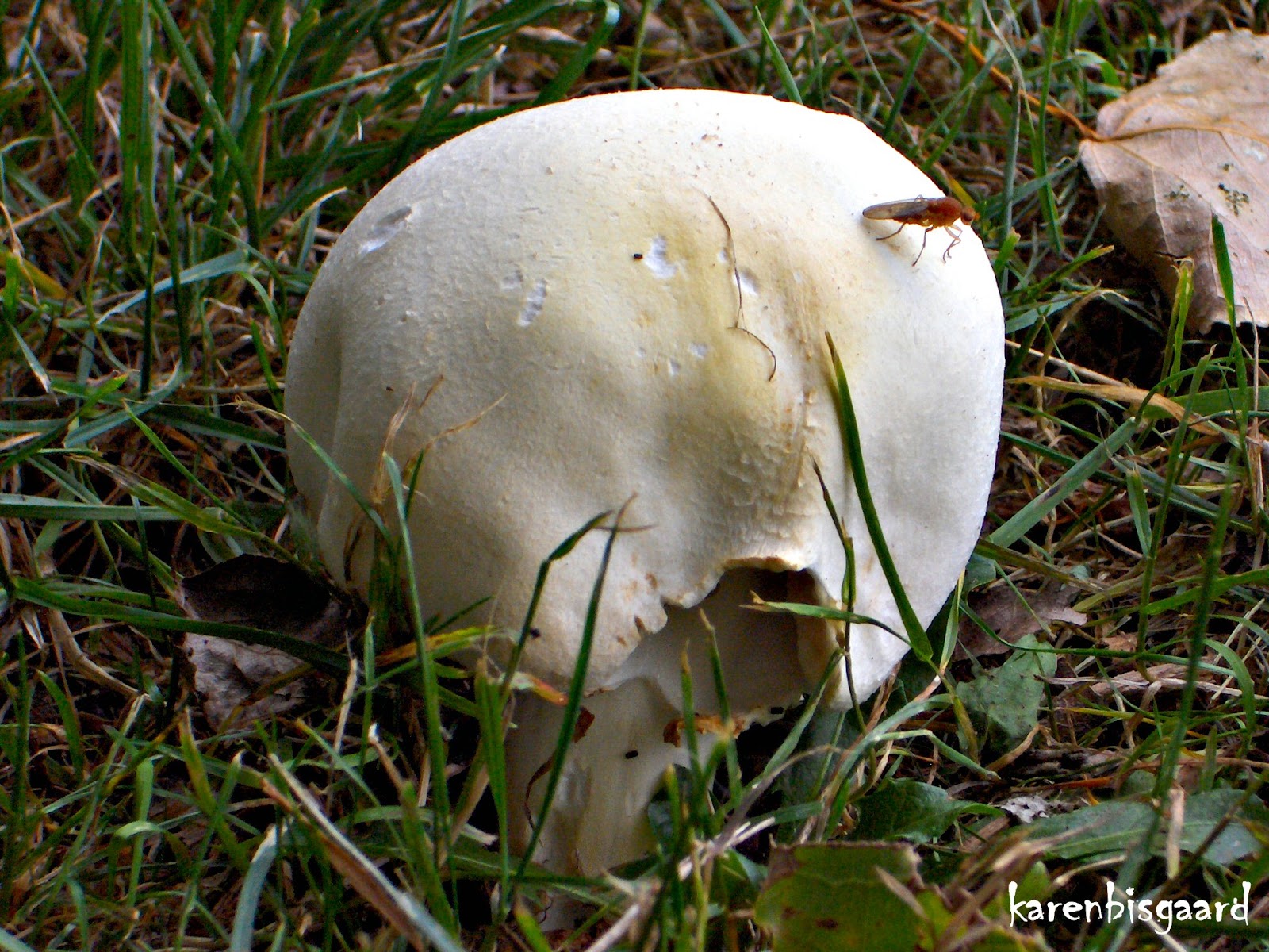 Karen`s Nature Photography: Skull-shaped Mushroom with Fly.