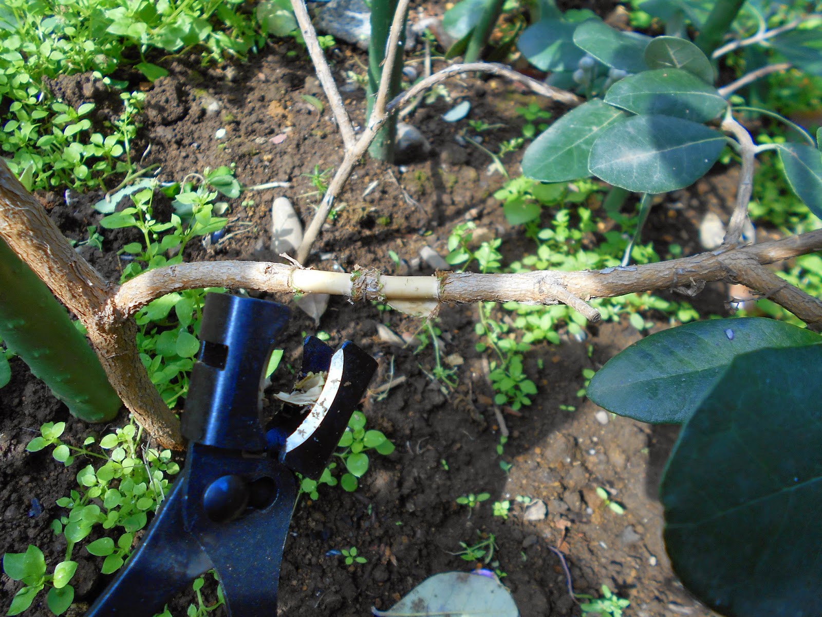 四季成り果樹園芸: 取り木ハサミ Girdling scissors for air-layering