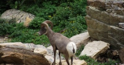 The Huckleberry Hiker: Winter Wildlife Closures Extended to Protect ...