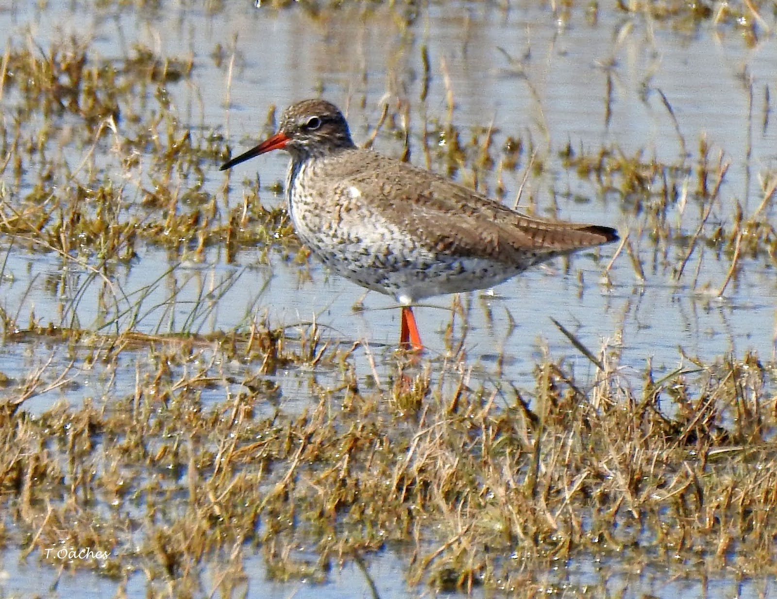 PASARI DIN ROMANIA: FLUIERAR CU PICIOARE ROSII, Tringa totanus