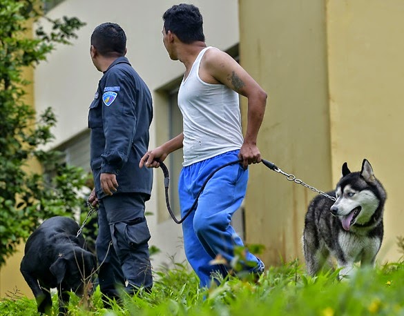 Inician terapia canina para presos con perros rescatados en cárceles de ...