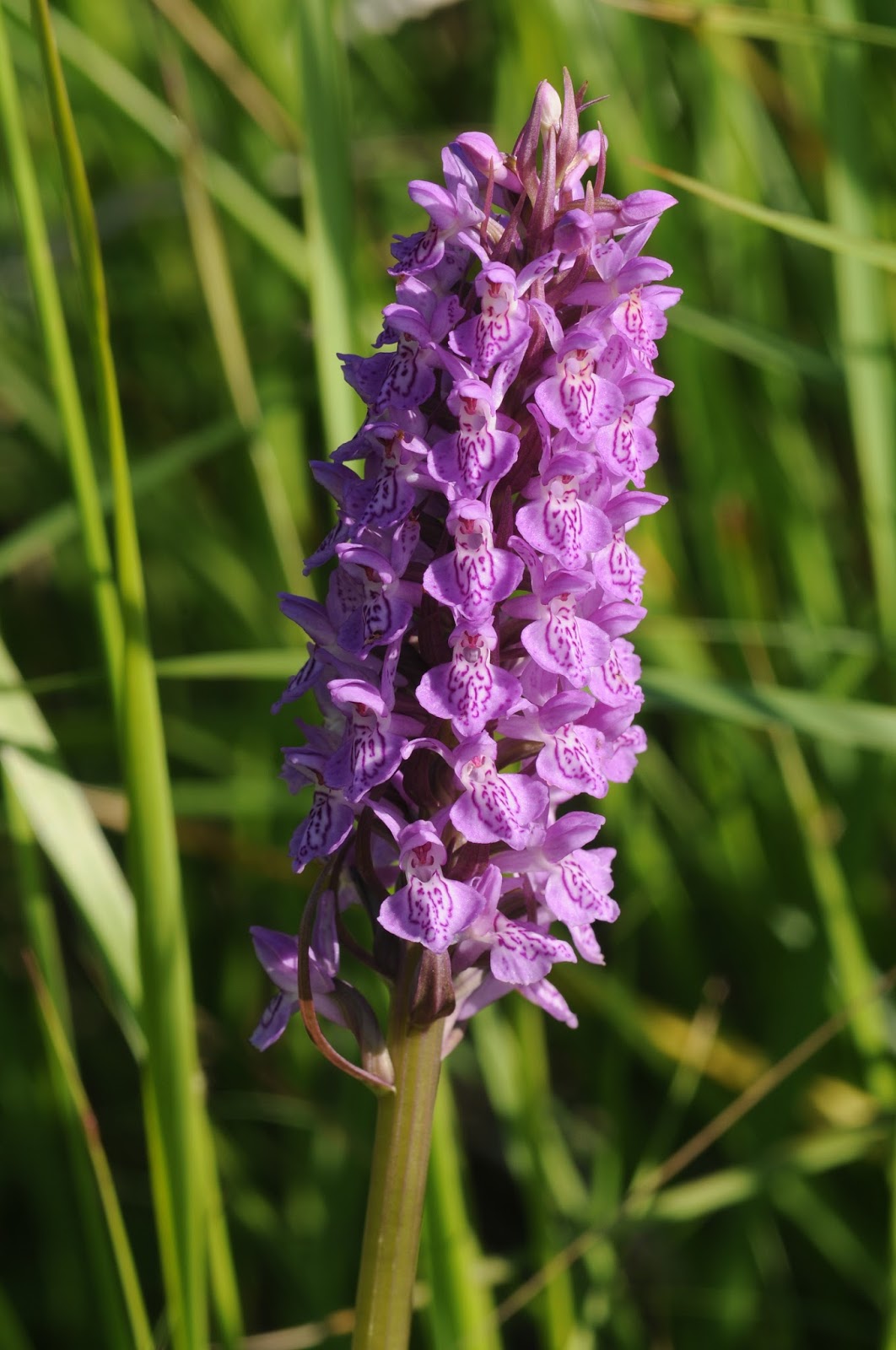 Estonian Nature Tours: Naturetrek: Wild flowers of Estonia; 28 June - 6 ...