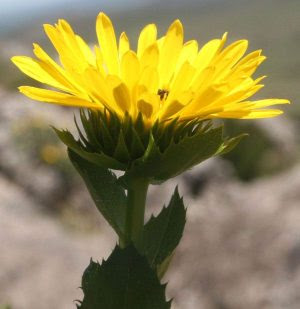 Chiri-Chiri o Grindelia | Diagnostico Medico