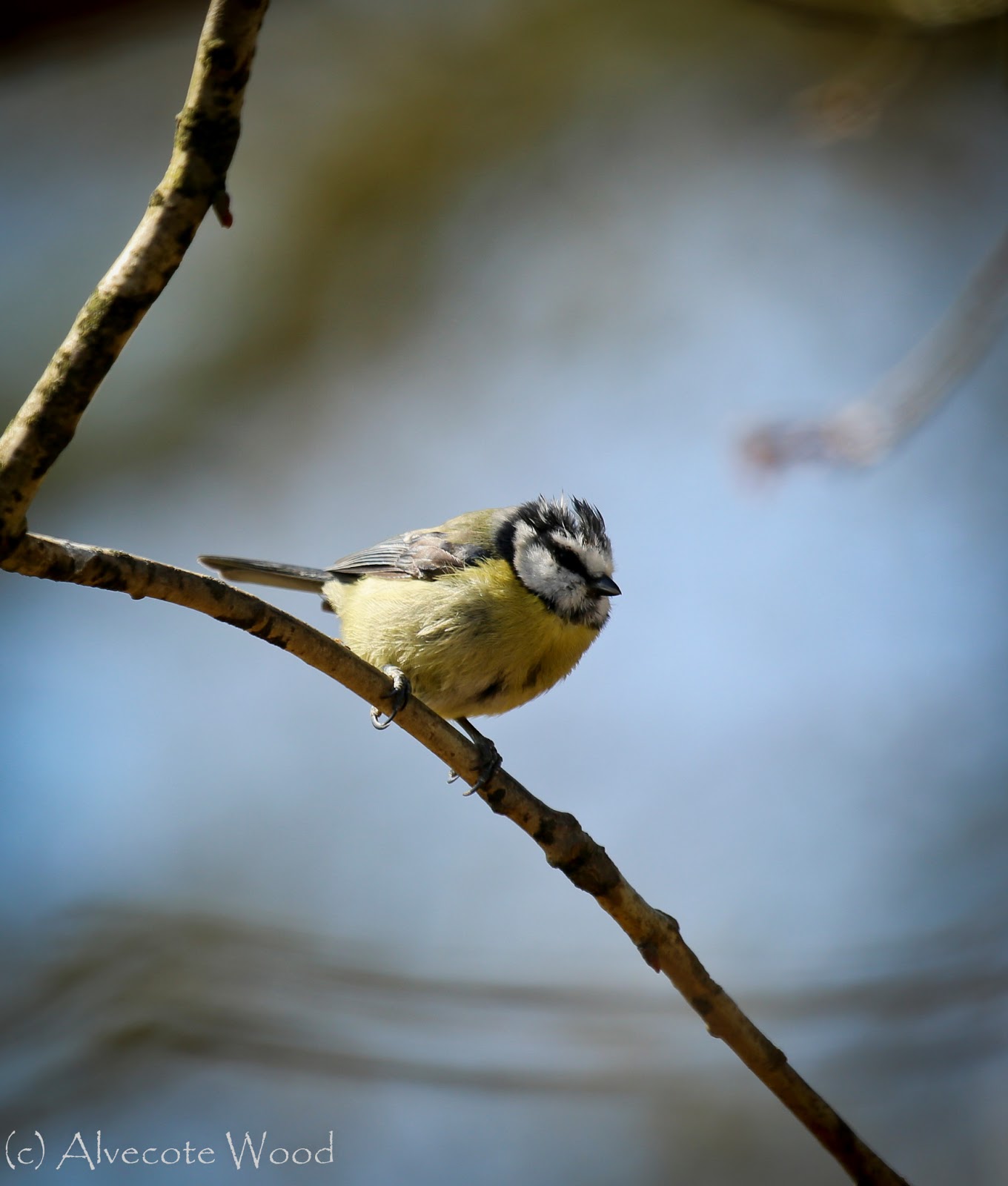 Bird Photography using a Chair Hide – Alvecote Wood
