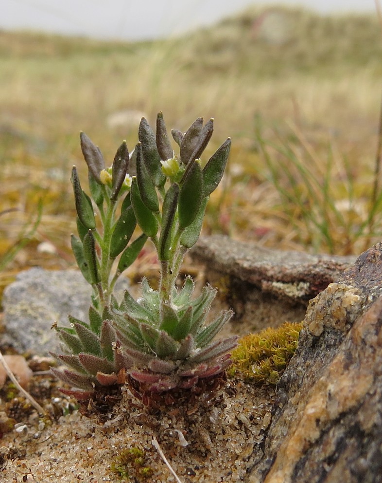 Wildwings and Wanderings: Botanising In Scotland Part 1: North Coast