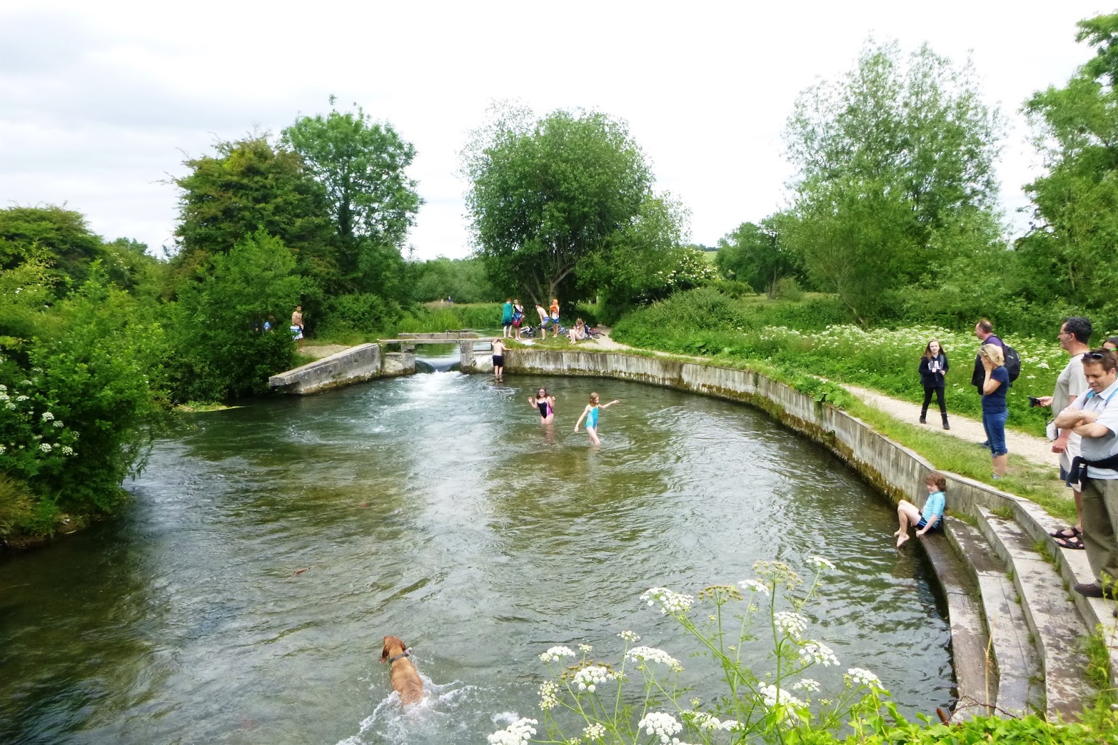 The Urbane Forager: Summertime Foraging Fun