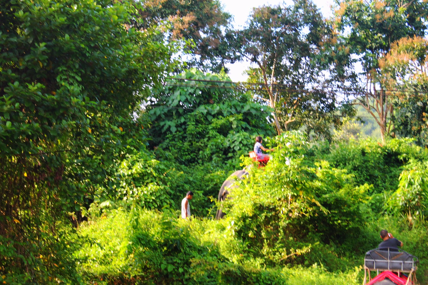 Jungle Aesthetic Mood: Over Tree Top.