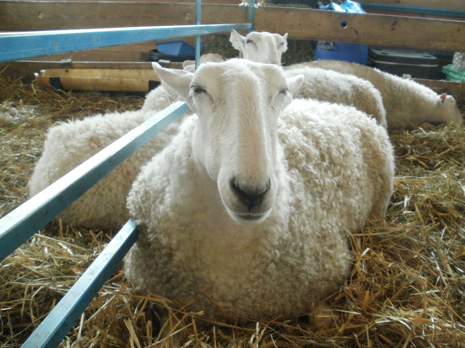 mangofeet: Sheepy Sunday