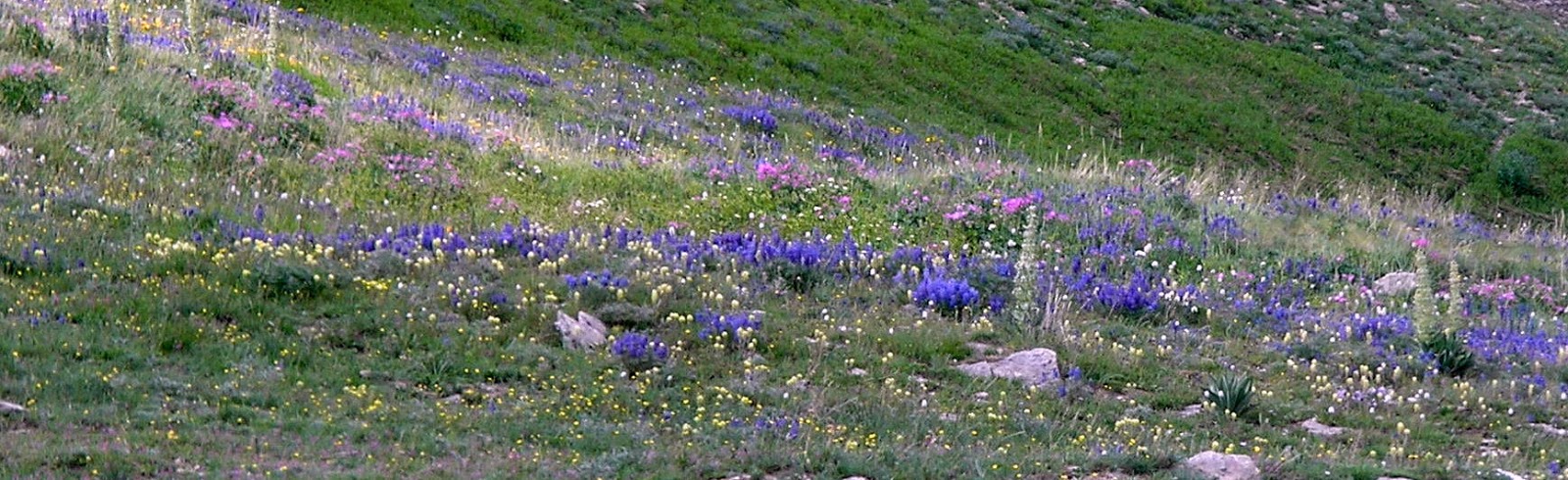 Travel with the Slivas: Medicine Wheel Passage Scenic Byway - near ...