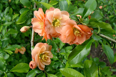 Bunga-Bunga Yang Cantik Dan Indah - AlamBlogr