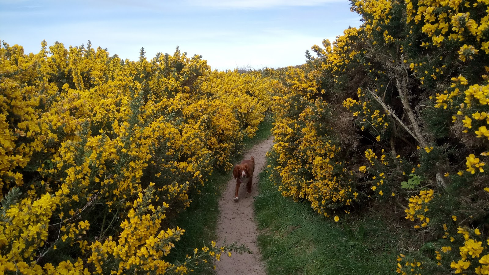 Pamela & Ken's Days of Fun!!: X is for Xanthic