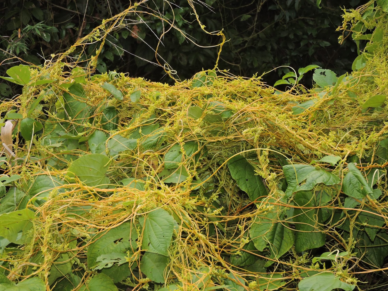 Flora campus I: Convolvulaceae - Cuscuta racemosa Mart.
