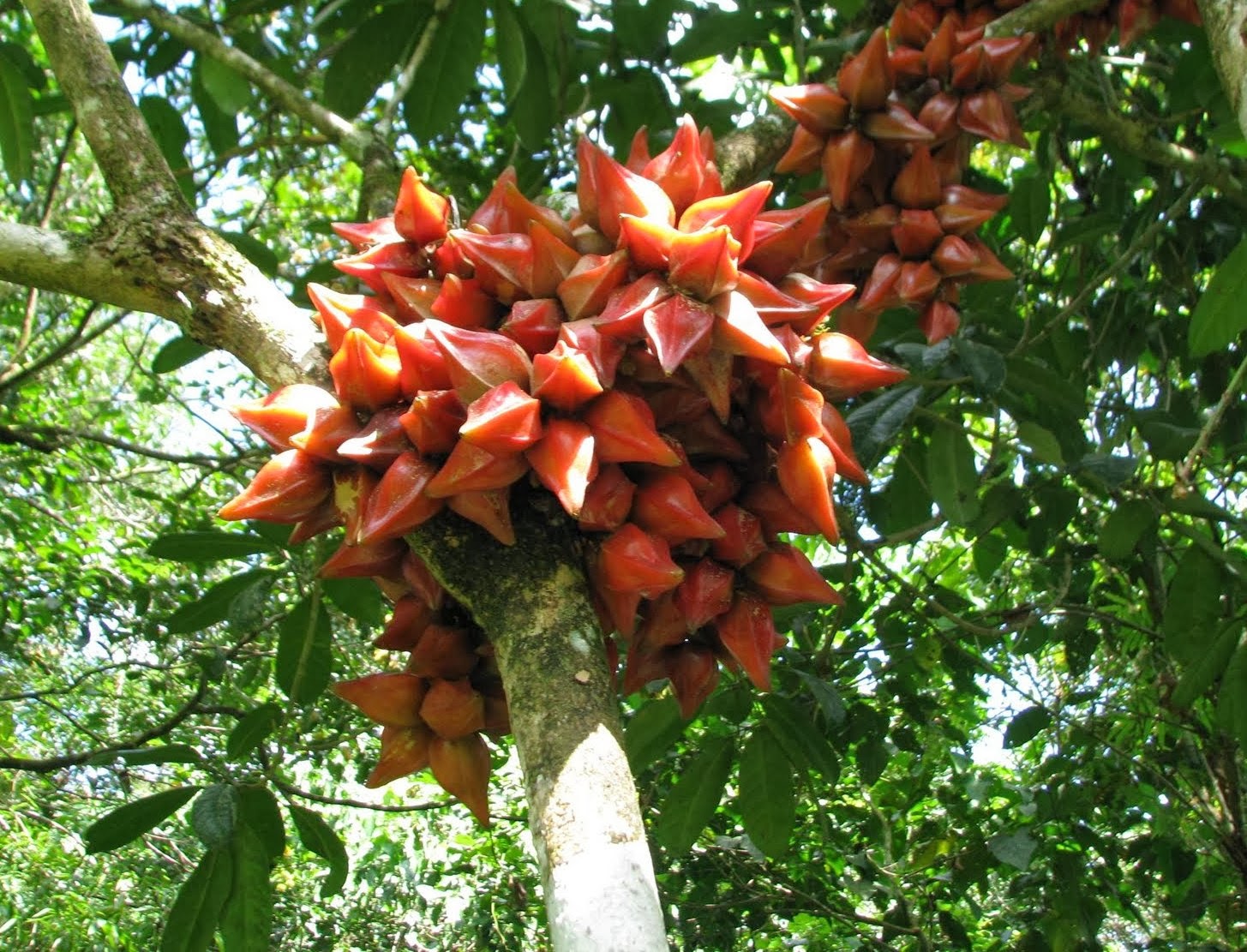 BERITA KALIMANTAN: Belimbing khas Kalimantan