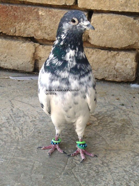 Kabootar ~ Kabootar Baaz | Pakistani Tipplers | Pigeons Photos ...
