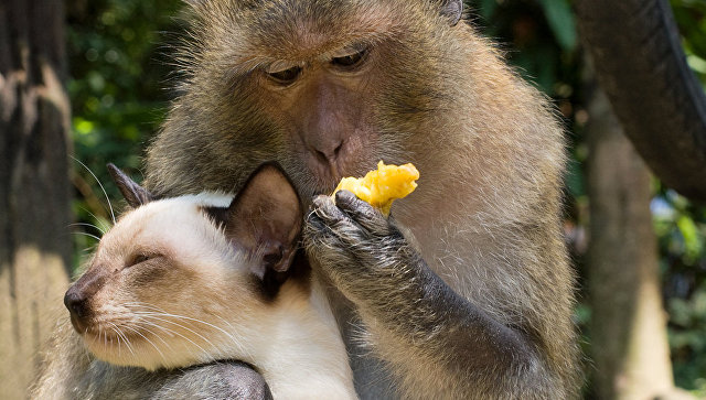 Why do wild animals have pets?