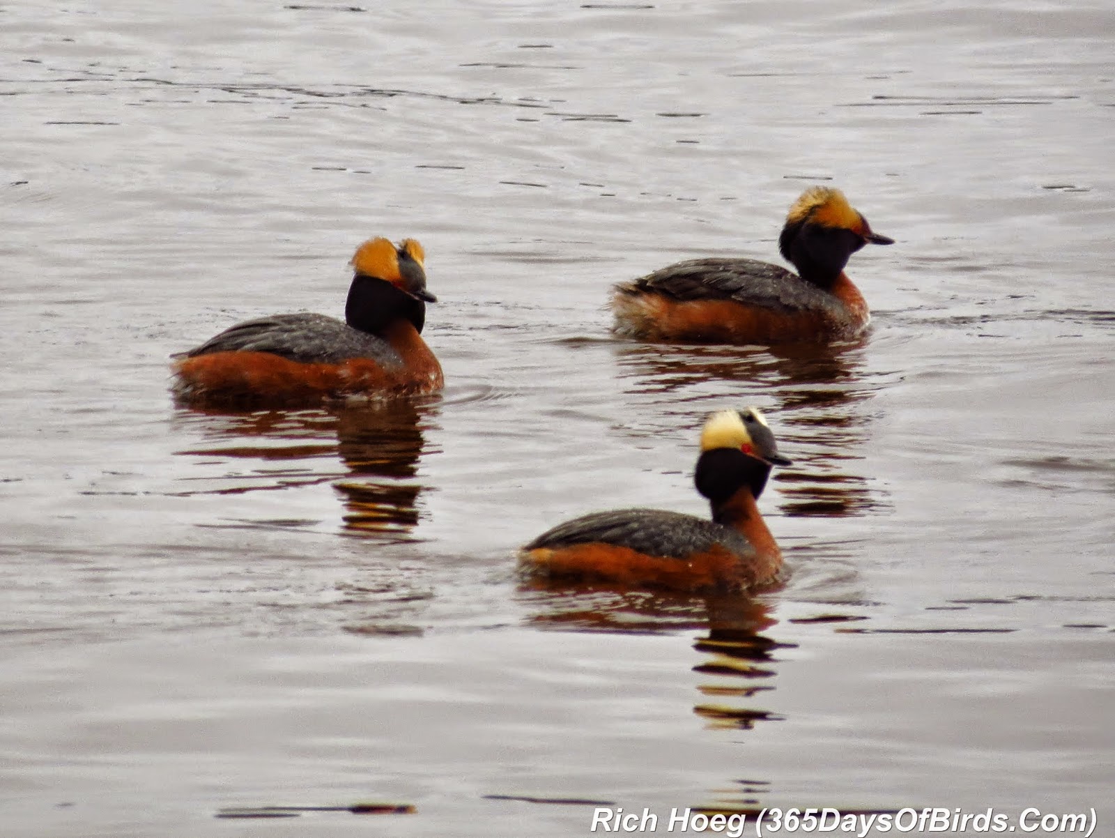HOODED GREBE photos - wallpapers | the fun bank