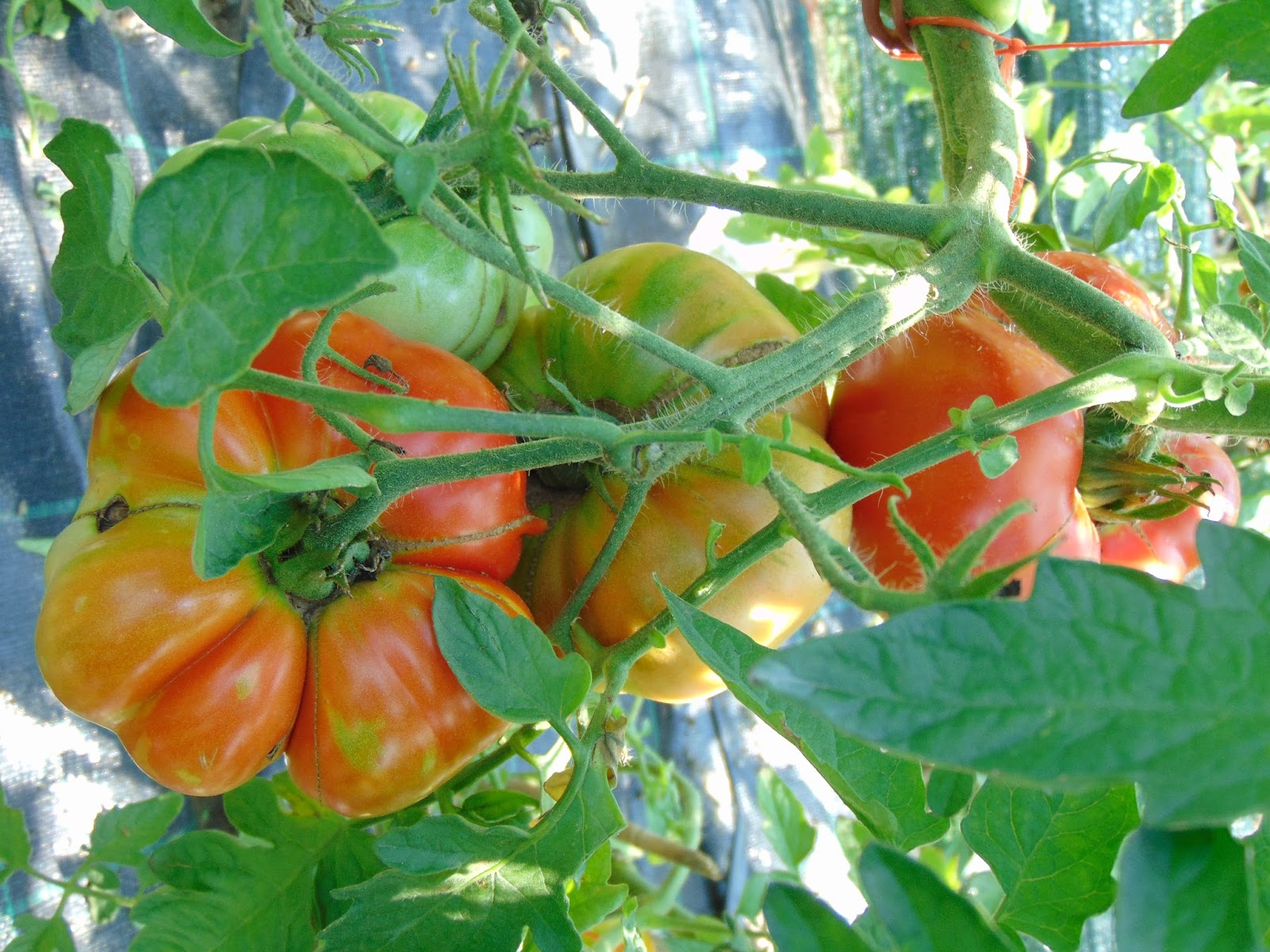 Trei mândre - Grădina Mirelei