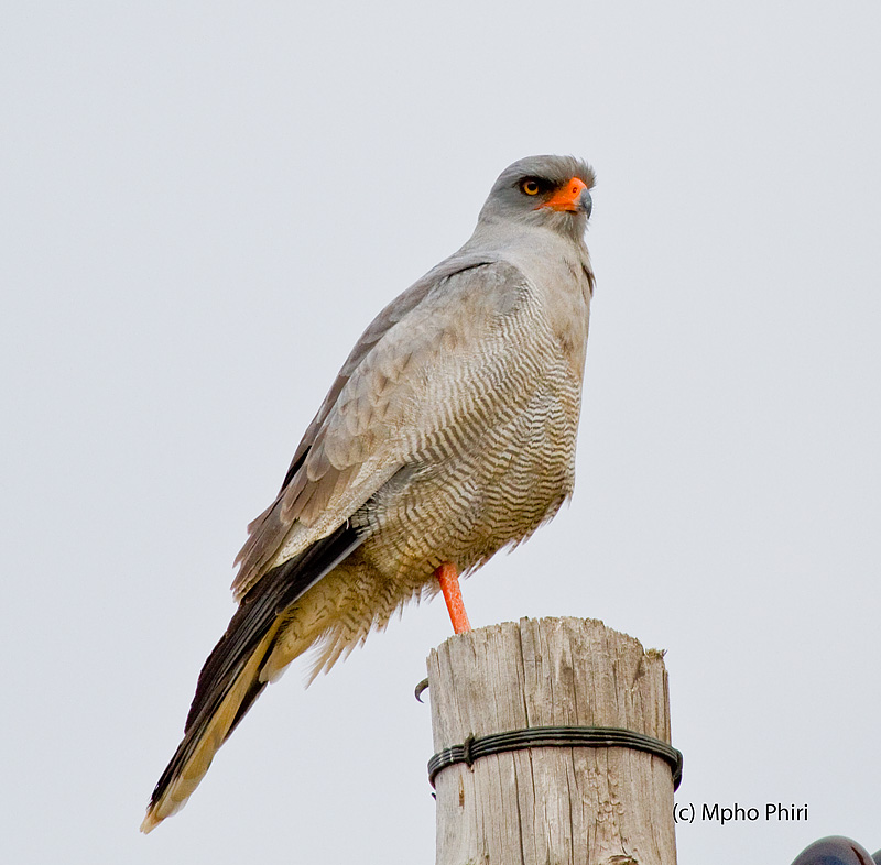 Mahikeng Birding Blog: Southern Pale Chanting Goshawk at Disaneng Dam