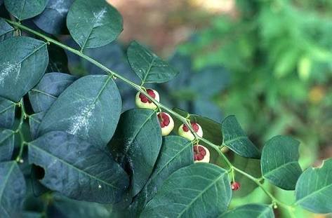 Mamen Blog: daun obat herbal