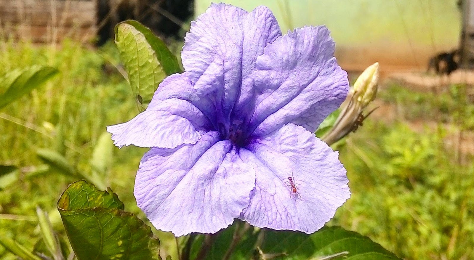 Foto Makro Keren, Bunga Dan Semut