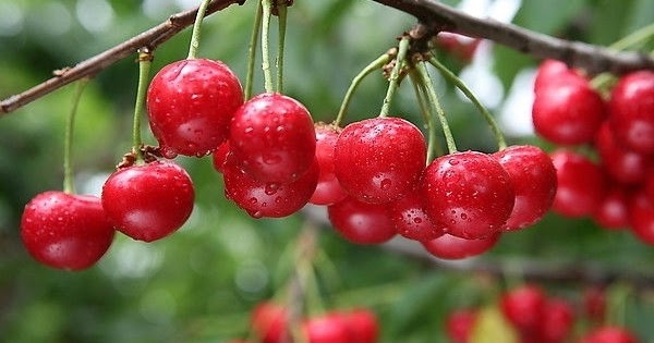 Os Benefícios da Cereja Para a Saúde - Dicas de Saude