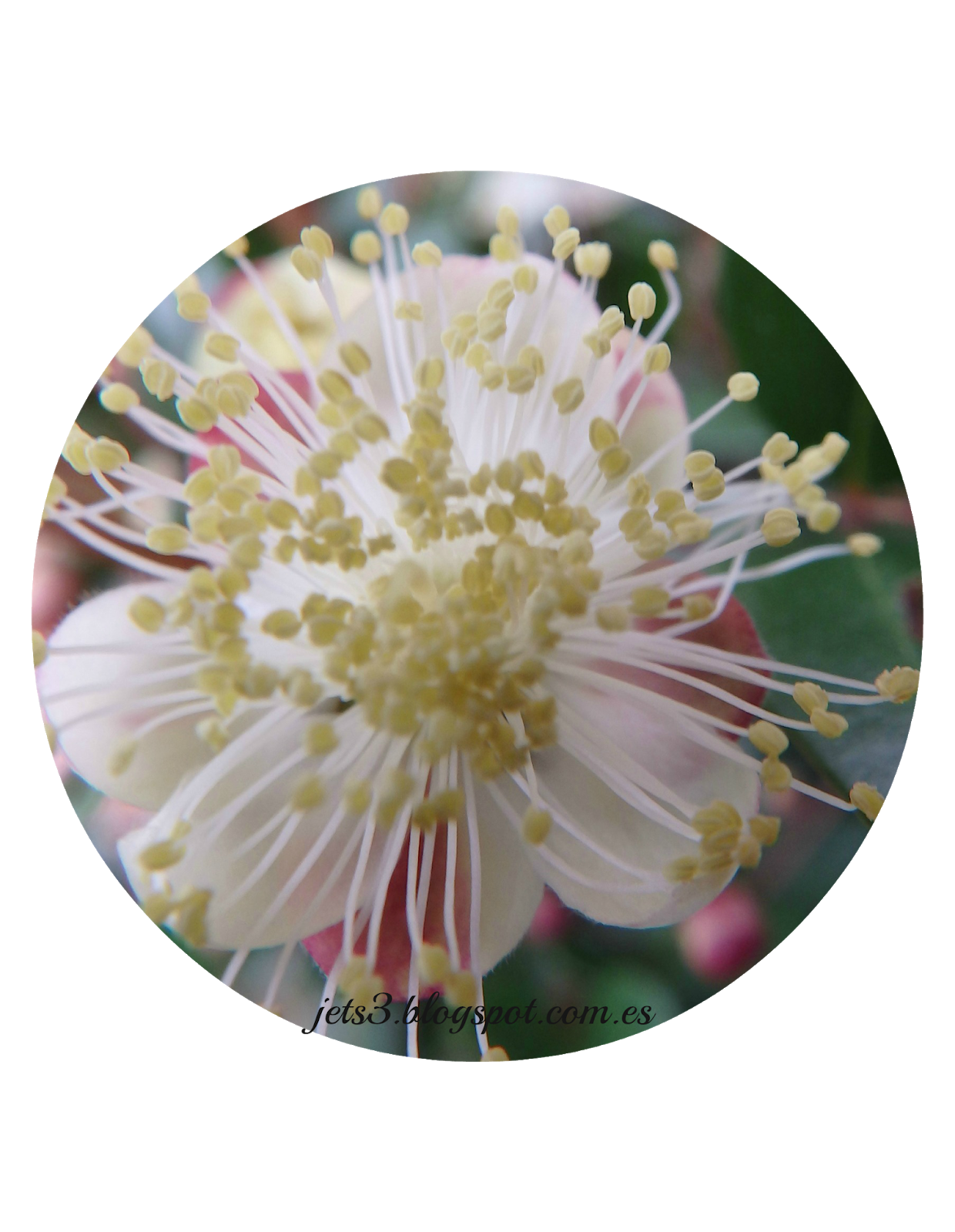 Myrtus communis (Mirto, Arrayán, Mirtos etc.)