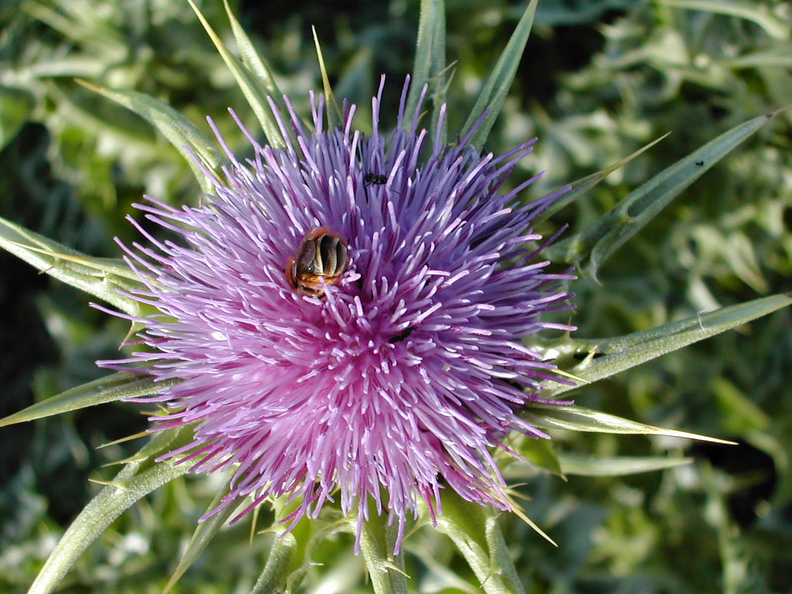 FOTOGRAFIAS DEL MUNDO: Flores e Insectos (Dedicado a Sol López Navarro)