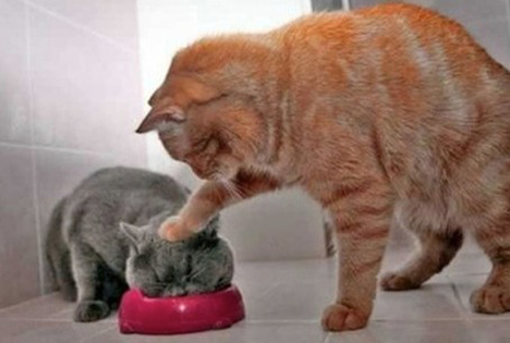 chippep: FUN WITH ANIMALS