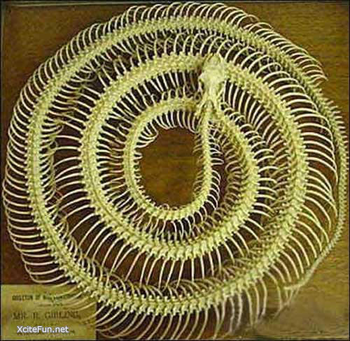 Foto foto tulang ular yang luar biasa | BOMBA DOT COM