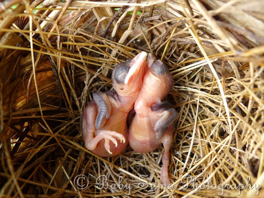 Baby Sumo Photography: Newborn baby birds - KL, Malaysia