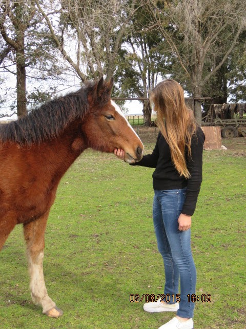 Tu caballo y vos: La Doma Natural