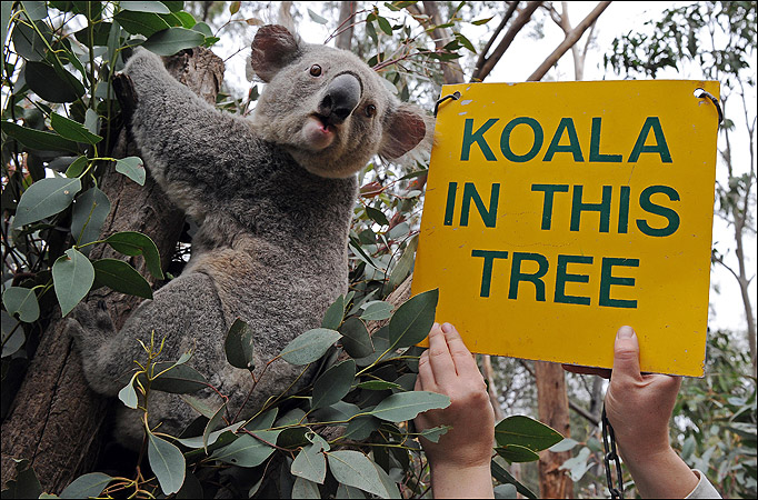 Infos-Australie: Australie : les koalas victimes de la ...