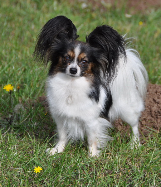 Road's End Papillons : Papillon Ear-Fringe Development