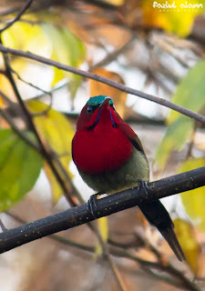 Birds of Assam: Common Birds of Assam