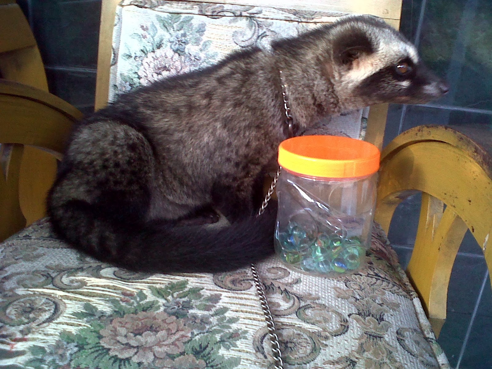 Cara Memandikan Musang | Drh. Fira Sovica