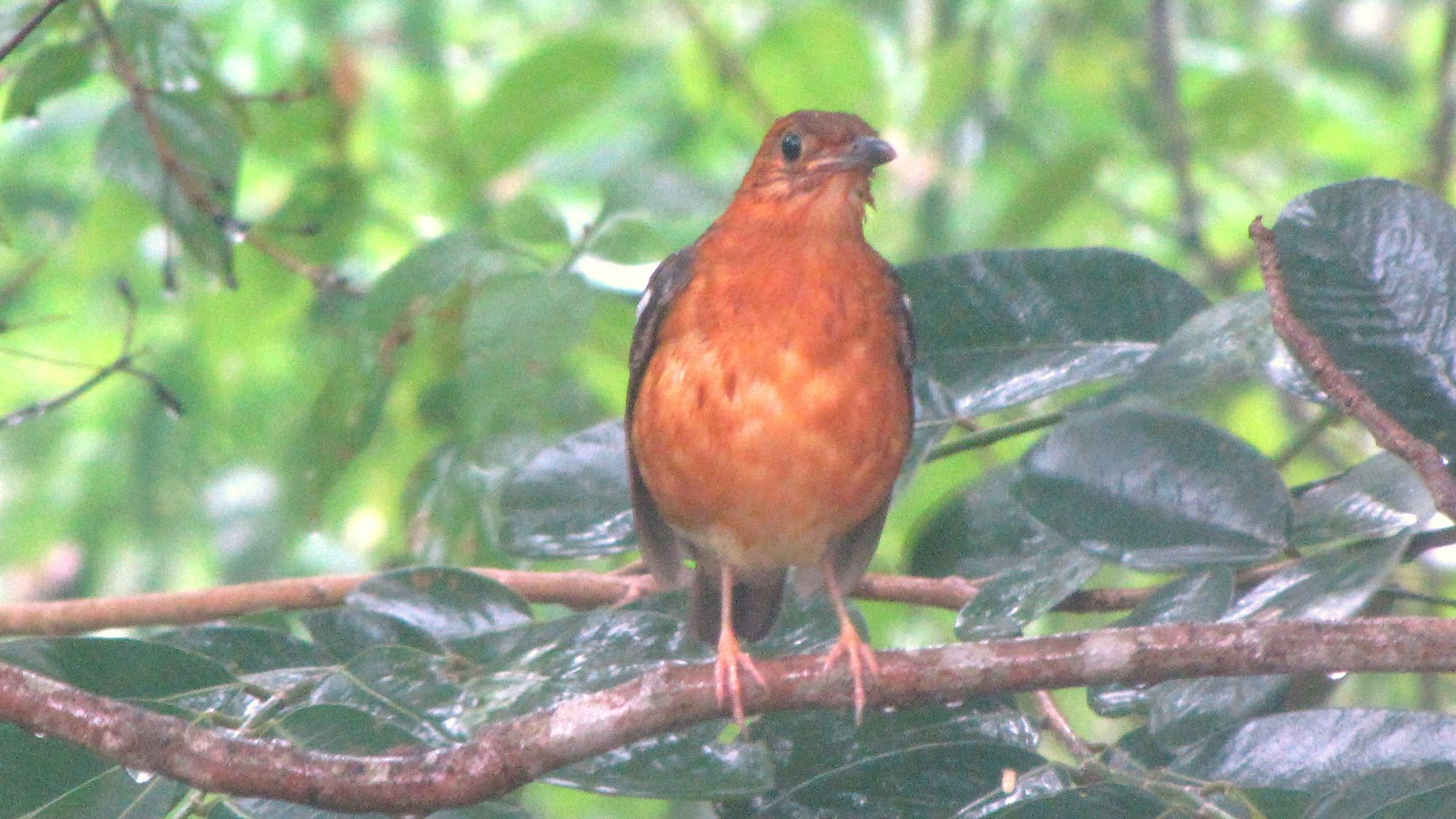 Burung Anis Bata (Merah) - Orange-headed Thrush (Zoothera citrina ...