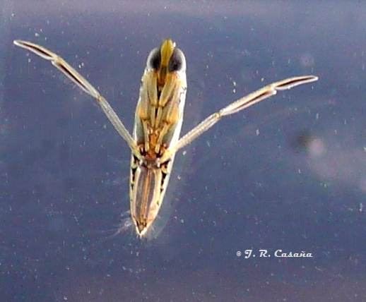 El Gallipato Alcublano: 27/5/12 - 3/6/12