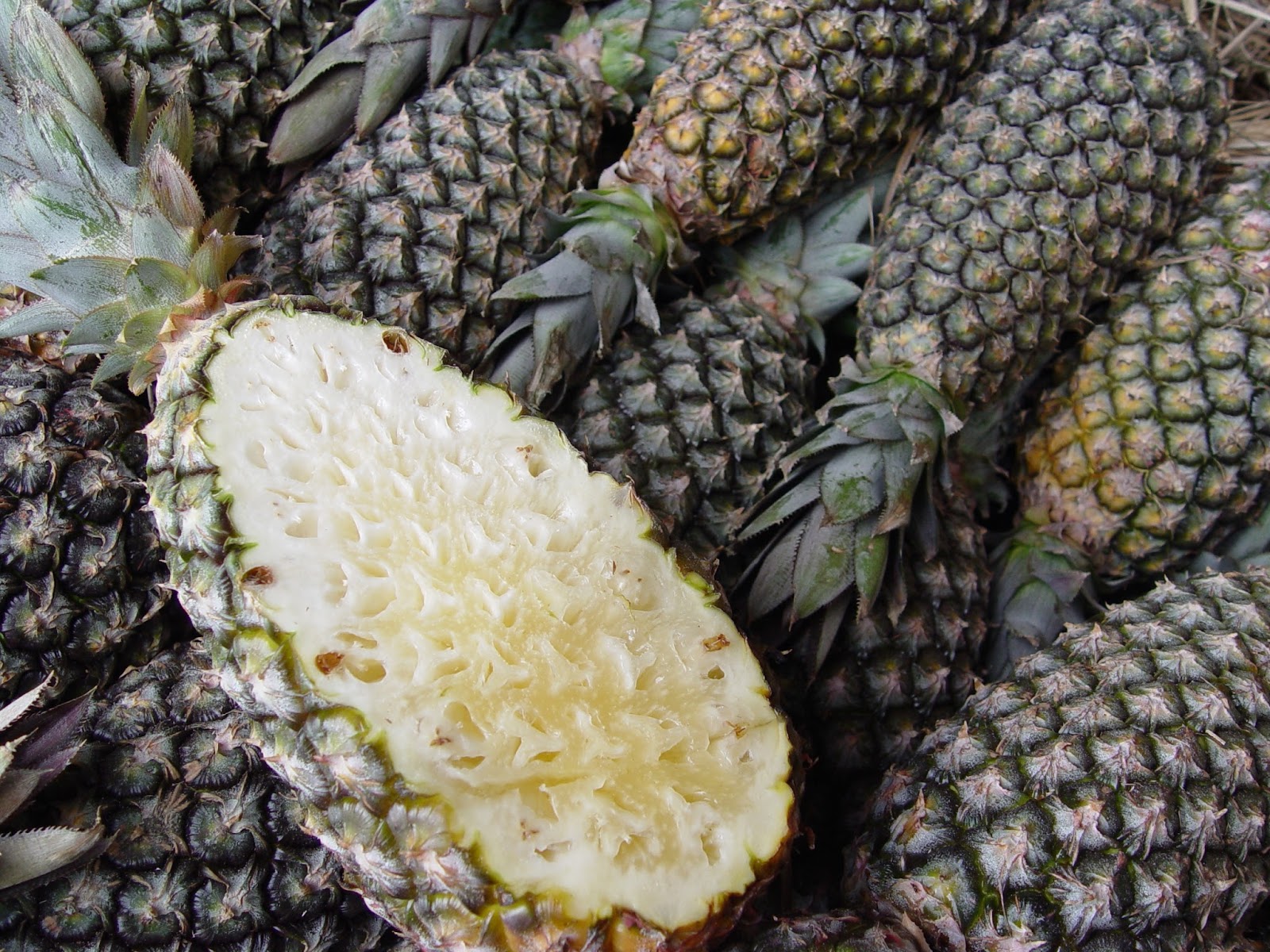 Conheça os benefícios do abacaxi pérola à saúde