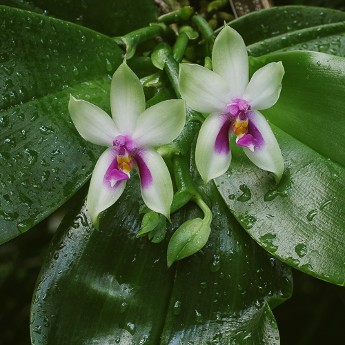 The Orchid Column: Summer Orchid Fragrances