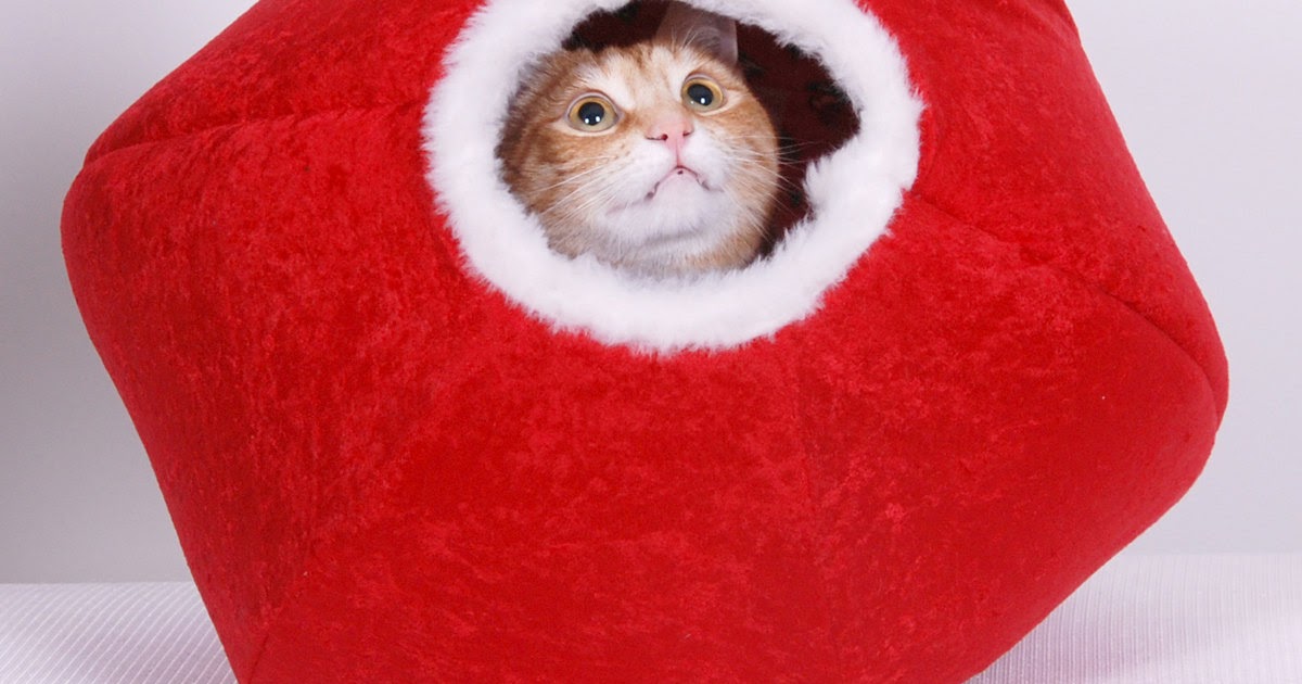 Catsparella: The Cat Ball Modern Cat Bed Holiday Giveaway Winner!