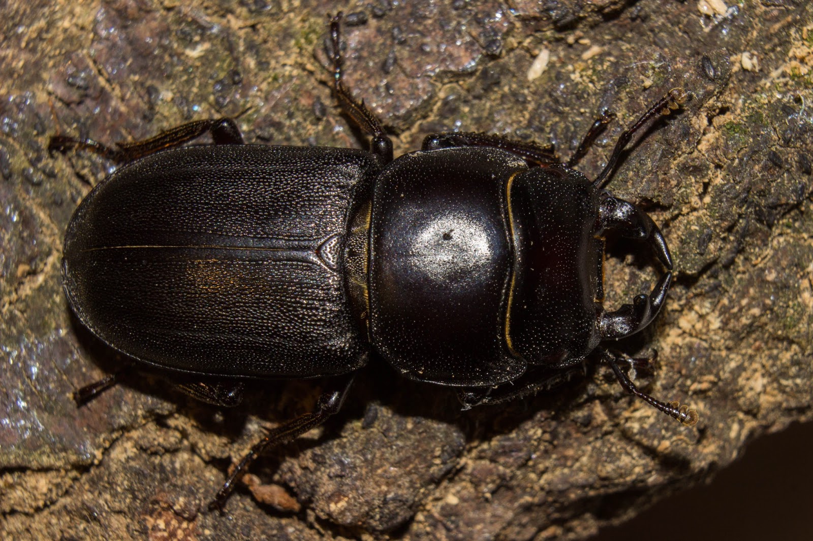 Biodiversity of Cyprus by NGO Protection of the Natural Heritage and ...