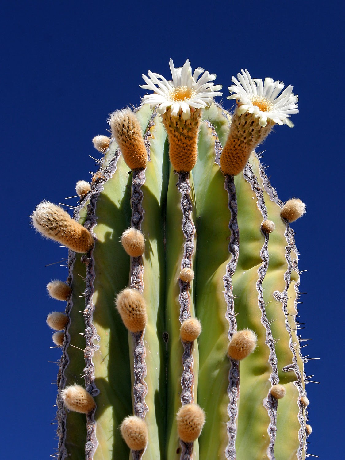 EL RINCON DE UN JARDIN: CACTUS CARDÓN, en LA RUTA 40 (Argentina)
