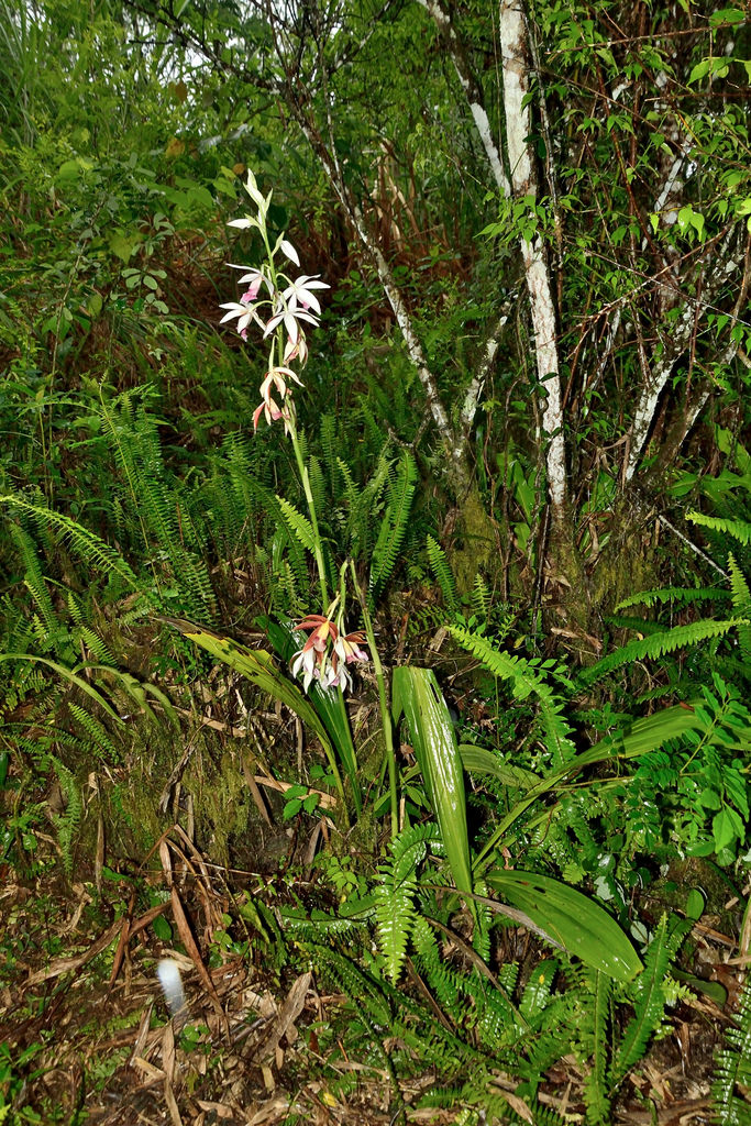 Phaius tankervilleae care and culture | Travaldo's blog
