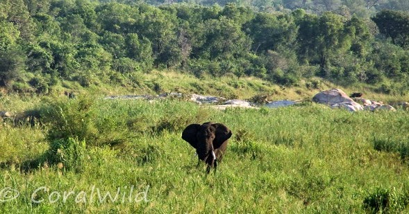 Coral Wild - A Safari Guides Diary: An Autumn Safari Photo Update