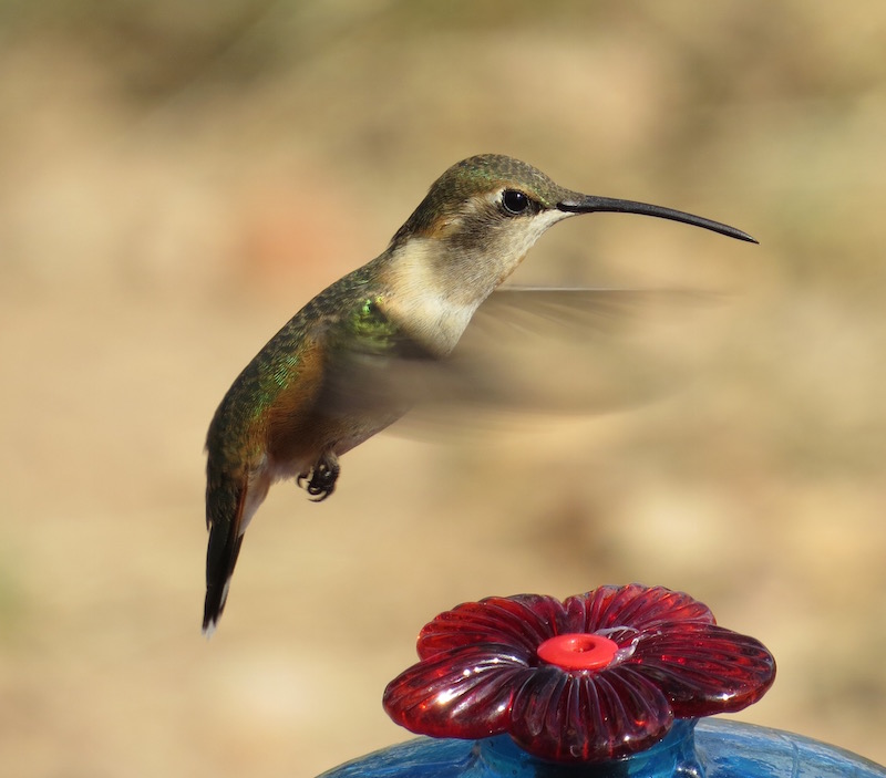 Birdernaturalist: The Hunter Canyon Slate-throated Redstart
