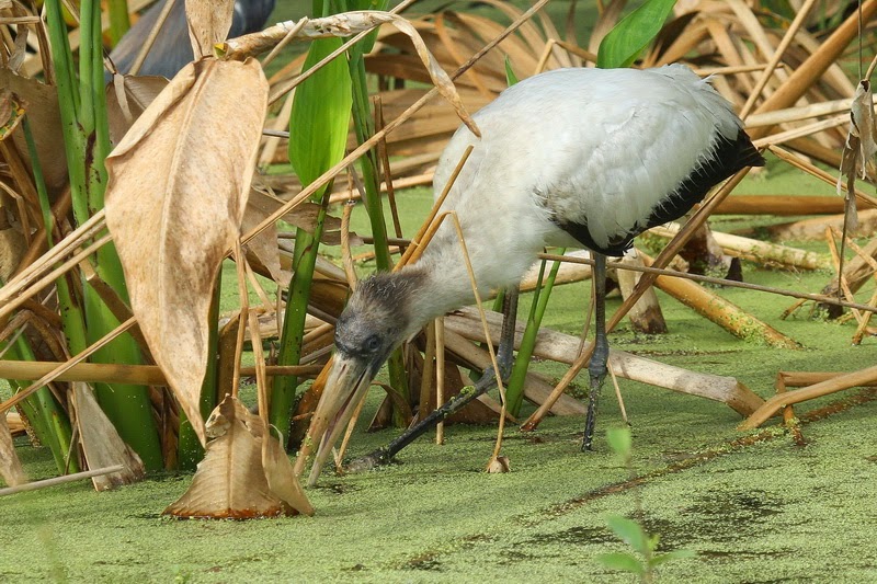 Tails of Birding: Wood Stork