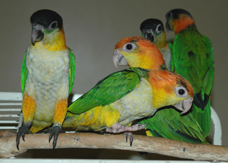 The Caique Parrot