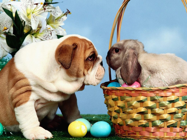 Easter animals